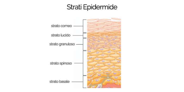 Strati della pelle - Che cos’è la cute e consigli per iniziare a tatuare